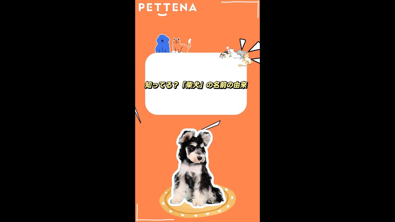 #PETTEKNOW 第33回登場 ️#PETTENA #ペテナ #PETTEKNOW #犬のいる暮らし #PETTENAペットとのアウトドア - YouTube