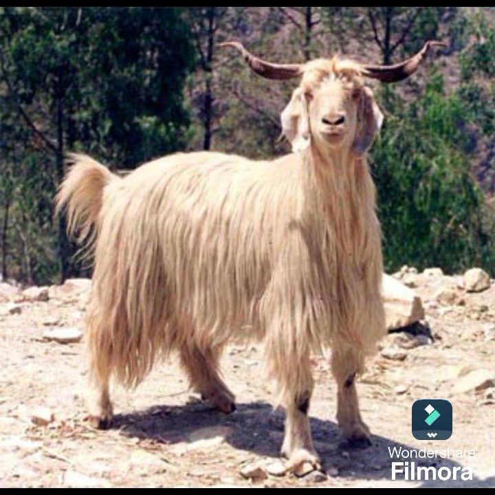 CHEGU GOAT__PASHMINA HOLDING GOAT @ DR SKSINGH CHANNEL JAI SHREERAM ...