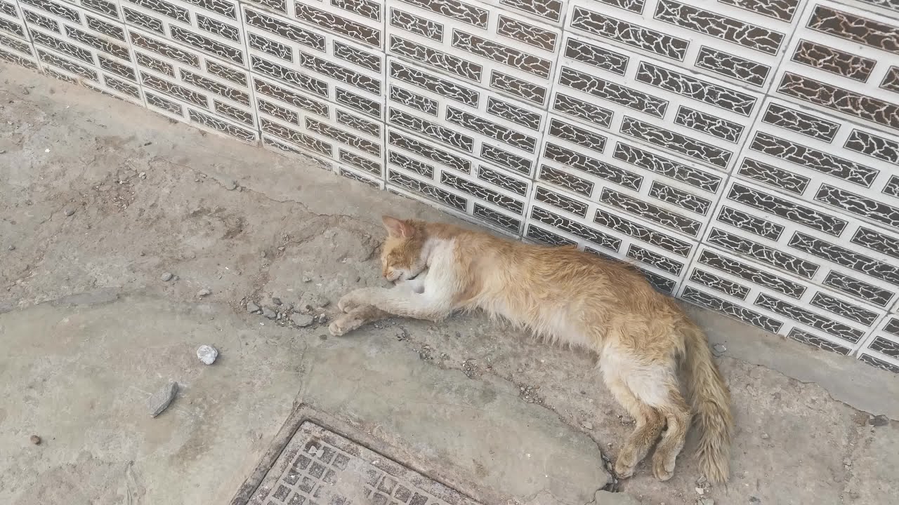 A homeless cat exhausted by hungry and disease - YouTube