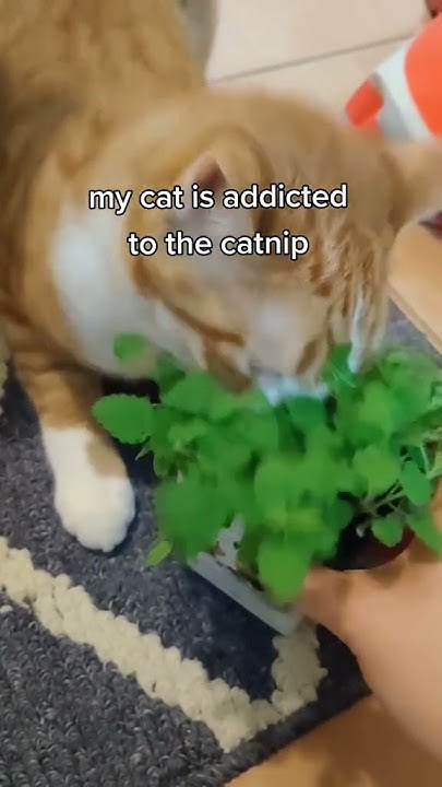 a crazy catnip addiction - YouTube