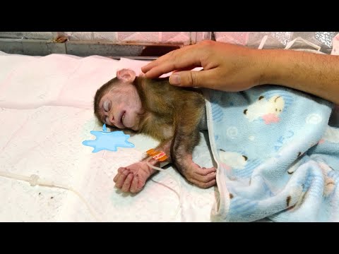 Monkey Xuka cried when she felt the love that monkey Tina and Uncle Tuan had for her.