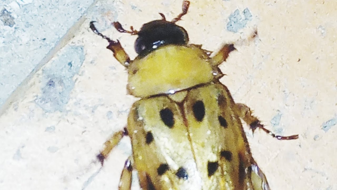 BÚSQUEDA DE INSECTOS 🪲🐜🦋🐝🪱 - YouTube