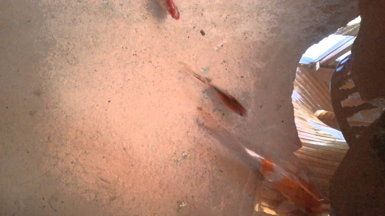 Rustar floating restaurant Salim - YouTube