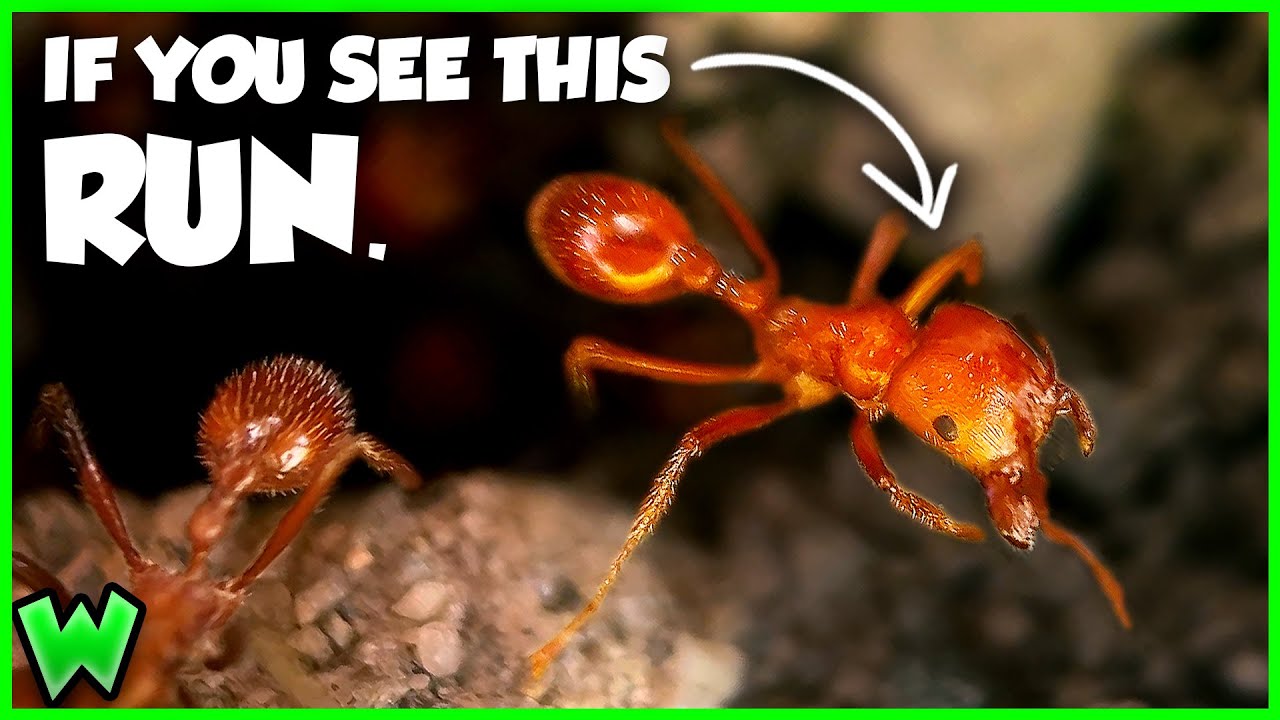 The Most VENOMOUS Insect in the WORLD! - YouTube