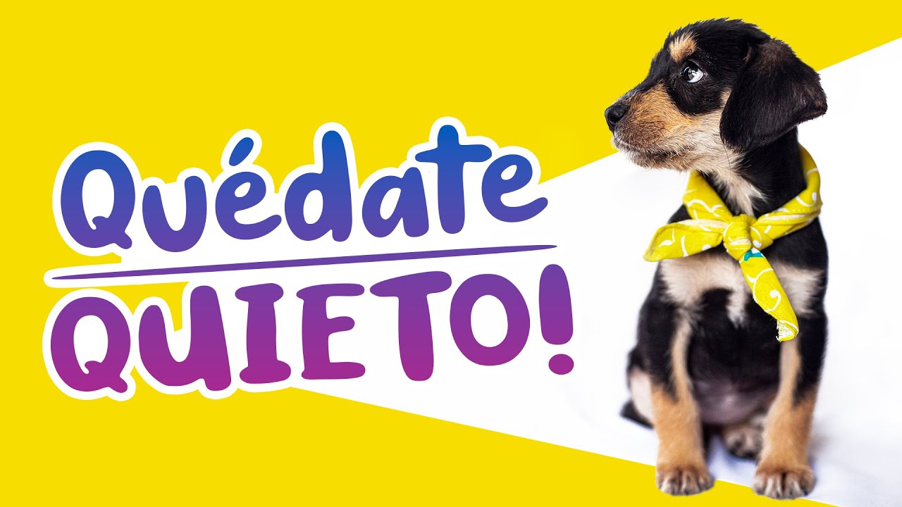 COMO hacer que un PERRO se quede QUIETO🐶 Adiestramiento de POCHITO ...