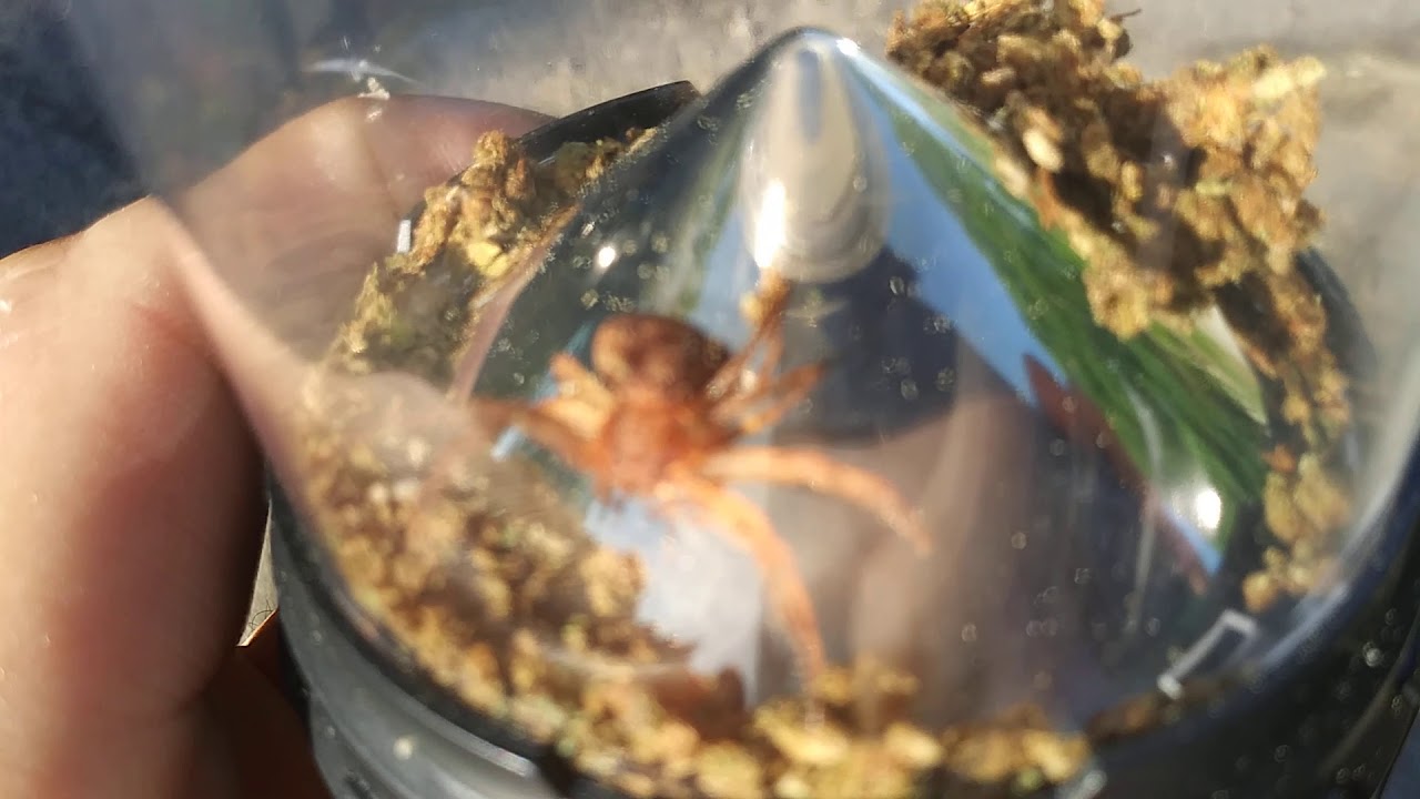 Spider🕷prison release🌅 - YouTube