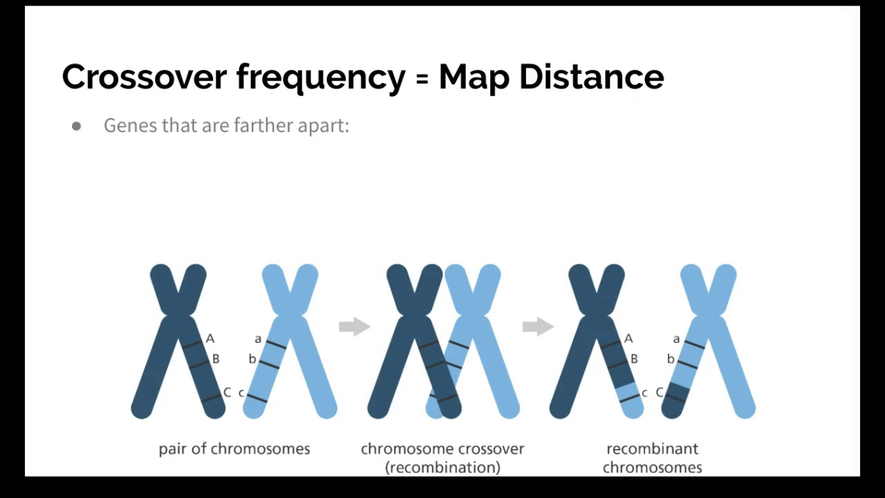 Biology 30 Gene Mapping - YouTube