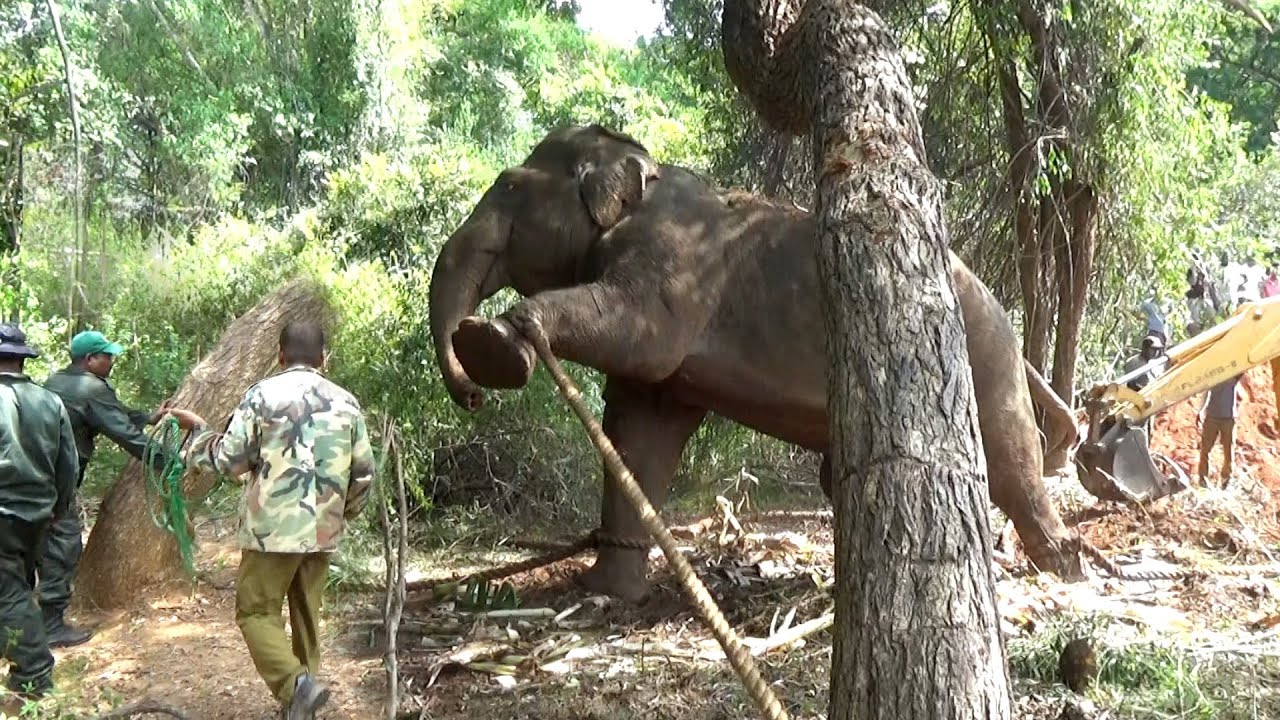The Dangerous Mission to Relocate a 10,000-Pound Raging Elephant - YouTube