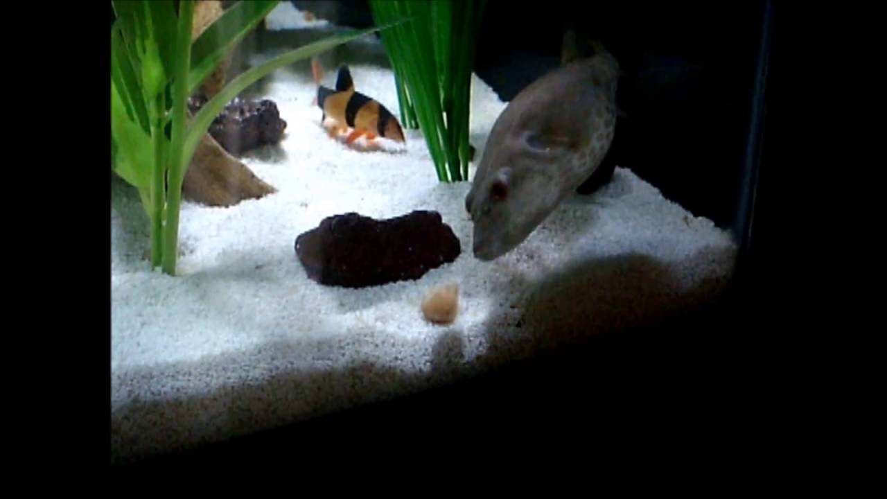 Tetraodon Abei - Freshwater Puffer Fish - Snail Crusher - YouTube