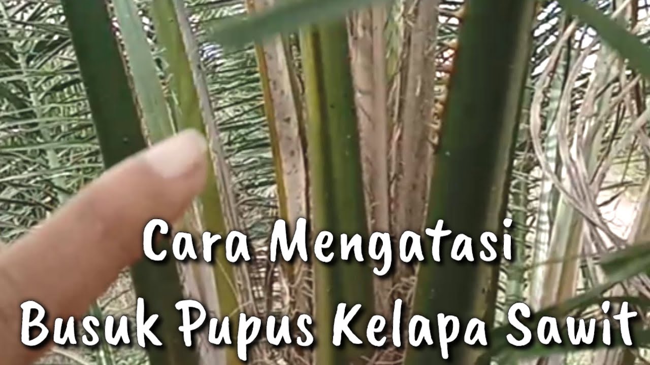 Cara mengatasi Busuk Pupus atau Pucuk Kelapa Sawit - YouTube