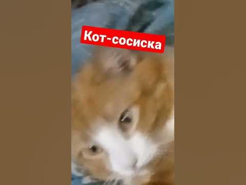 кот-сосиска - YouTube