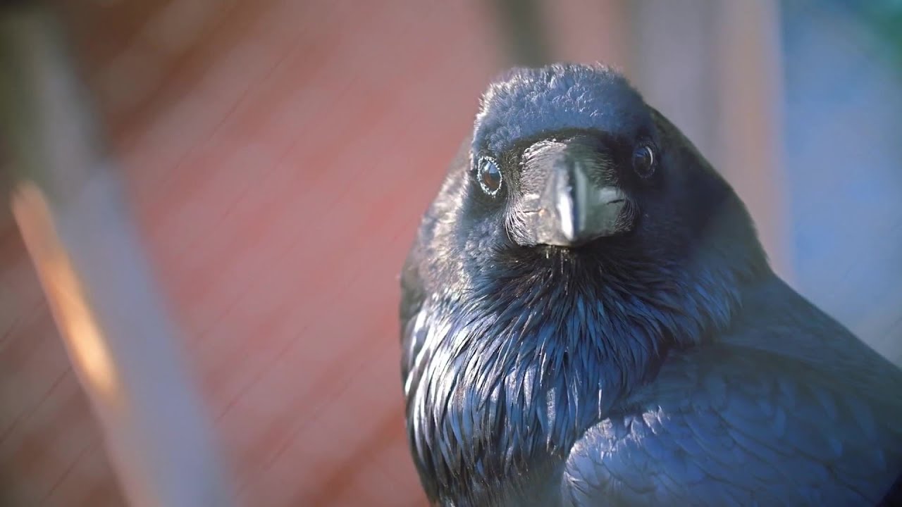 'Birth control for ravens' :HCP takes next step on raven mitigation ...