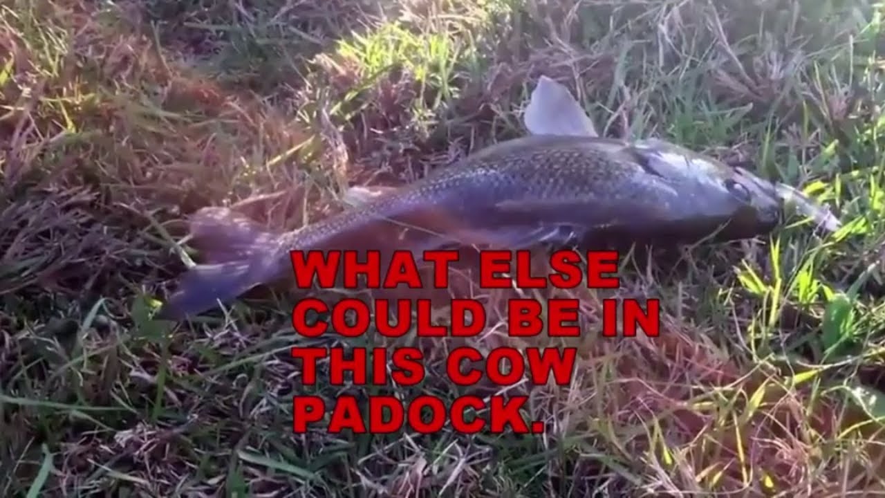 HAVE YOU EVER WONDERED WHAT FISH DO IN THE RAIN? - YouTube
