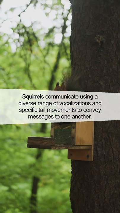 The Fascinating World of Squirrels: How They Communicate with Each Other! - YouTube