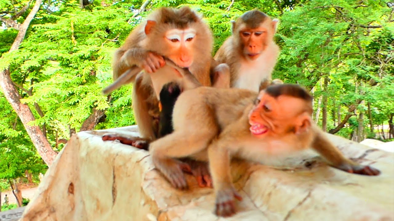 OMG ! Mama monkey SABE angry and warn her child - when he tries to ...