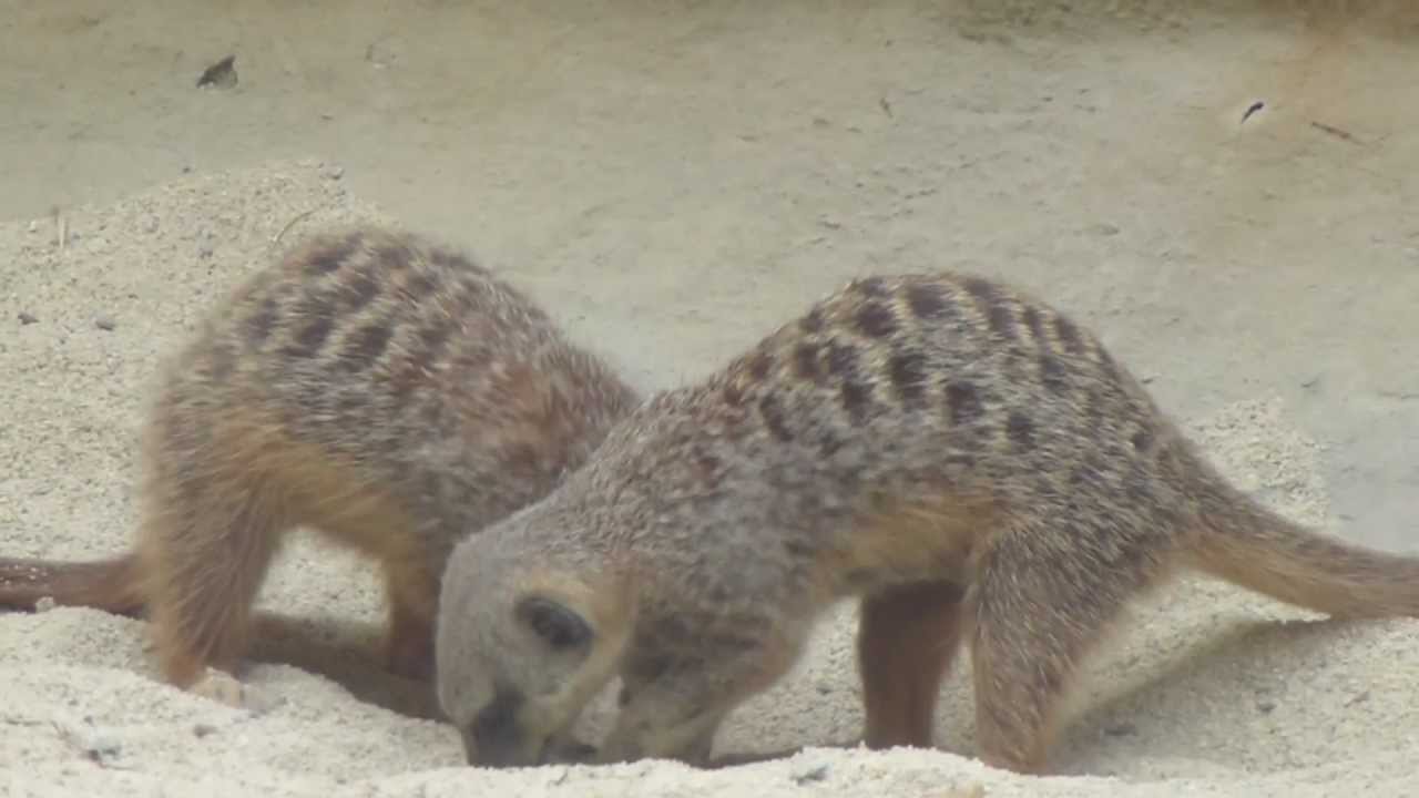 Suricata suricato Timon gato de roca Suricata Suricatta mangostas ...