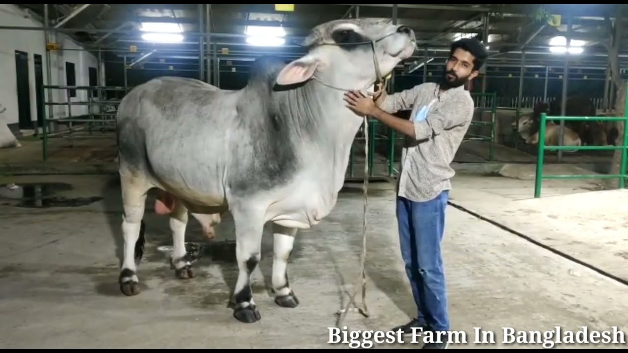 Biggest Brahman Cow In The World | Rk Agro Farm Limited - YouTube