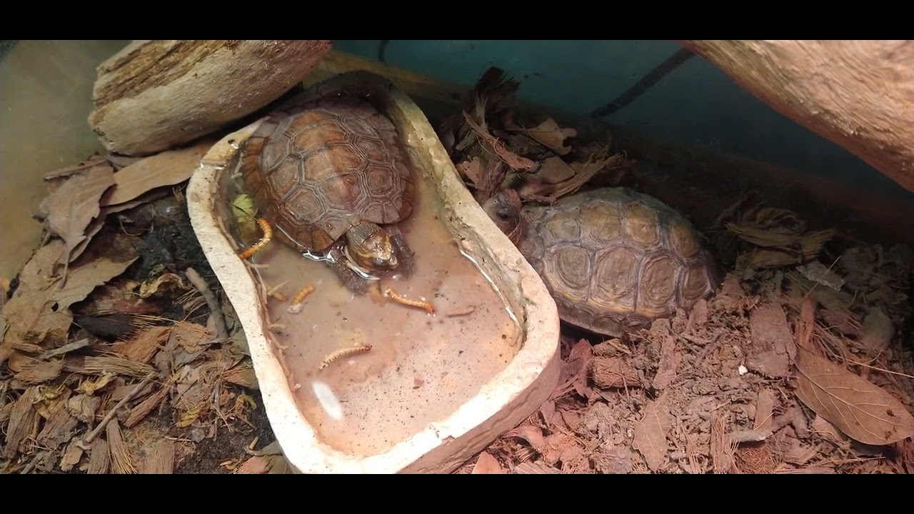 Tortuga Rhinoclemmys rubida comiendo - YouTube