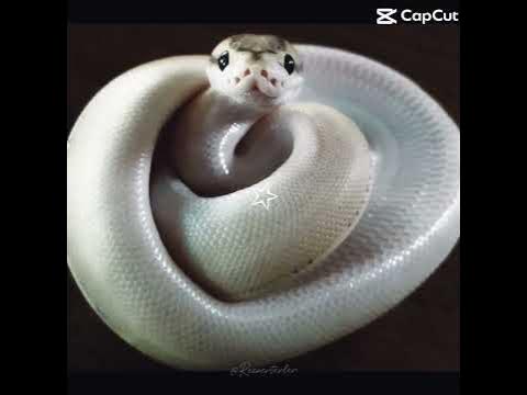 So cute! (Ball pythons) - YouTube