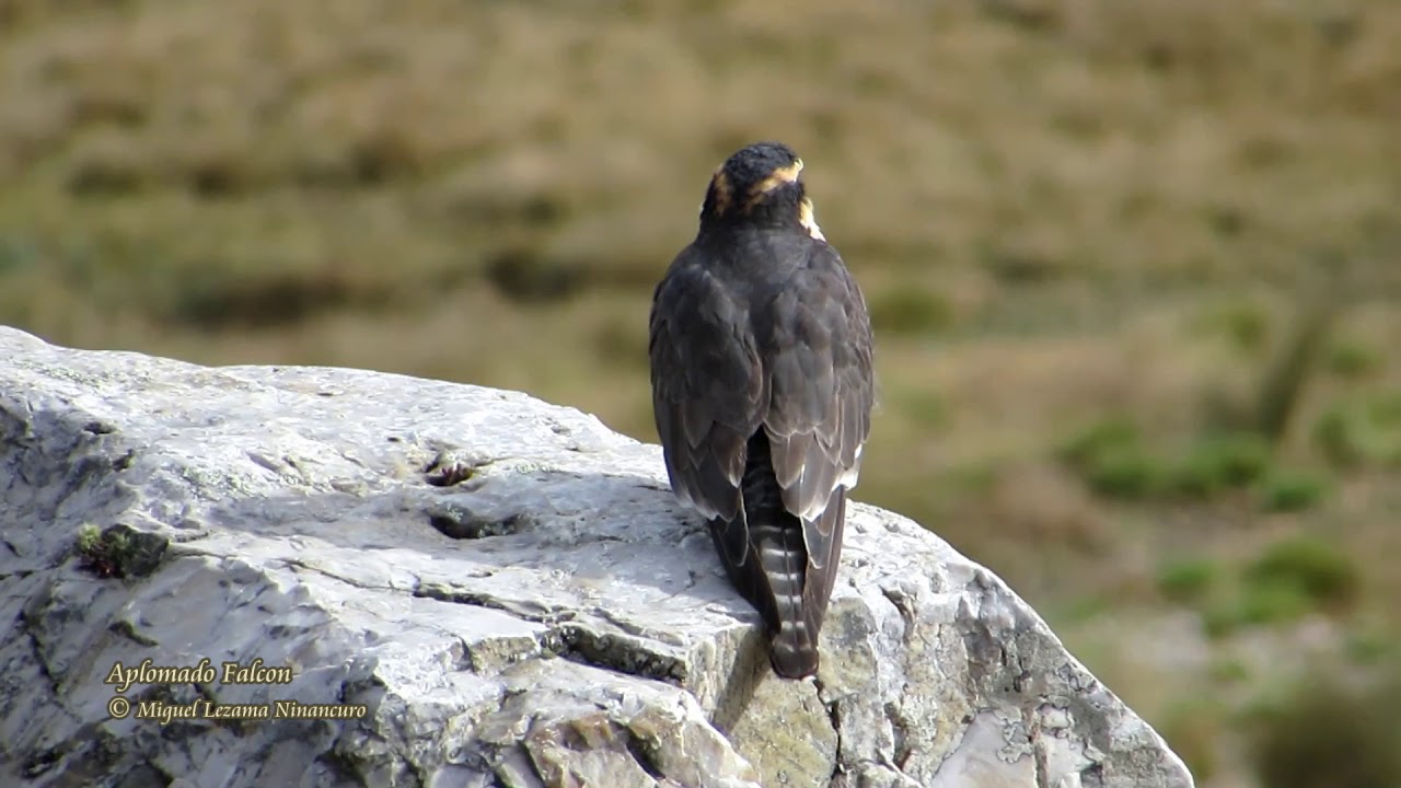 Aplomado Falcon - Huamachuco, Trujillo, Northern Peru. - YouTube