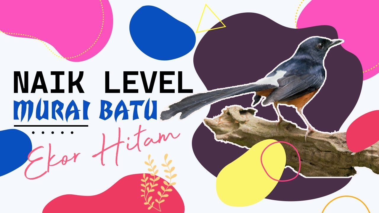NAIK LEVEL MURAI BATU EKOR HITAM (MBEH) - YouTube