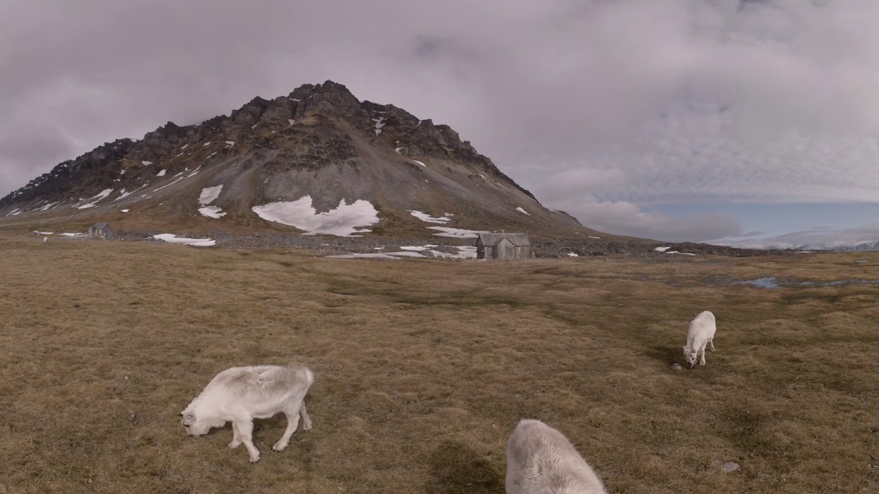 Svalbard Reindeer - 4K 360 - YouTube