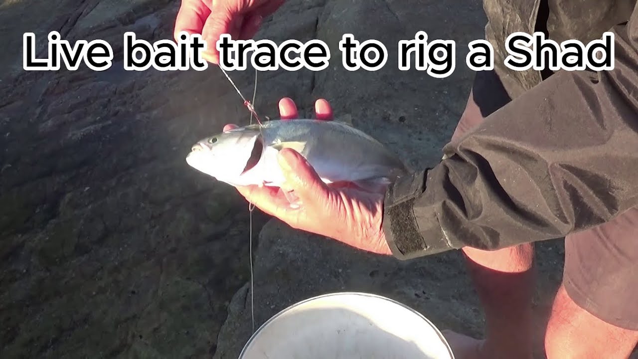 Live bait trace to rig a Shad - YouTube
