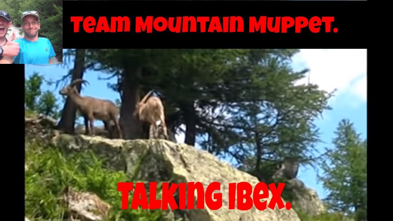 Hilarious talking Ibex / Mountain Goat FUNNY - YouTube