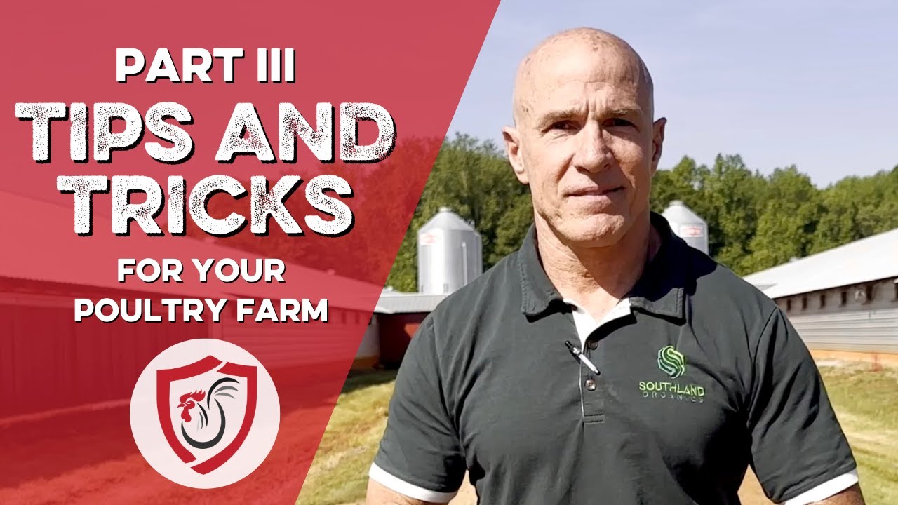 Tips and Tricks for Poultry Farmers to Save Time and Money - PART III ...