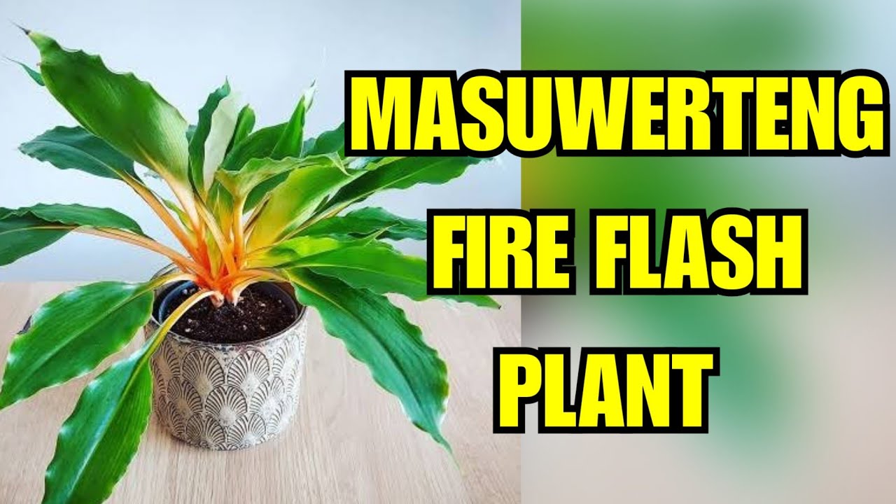 5 Dapat Gawin sa Fire Flash Plant para Suwertihin sa 2023 - YouTube