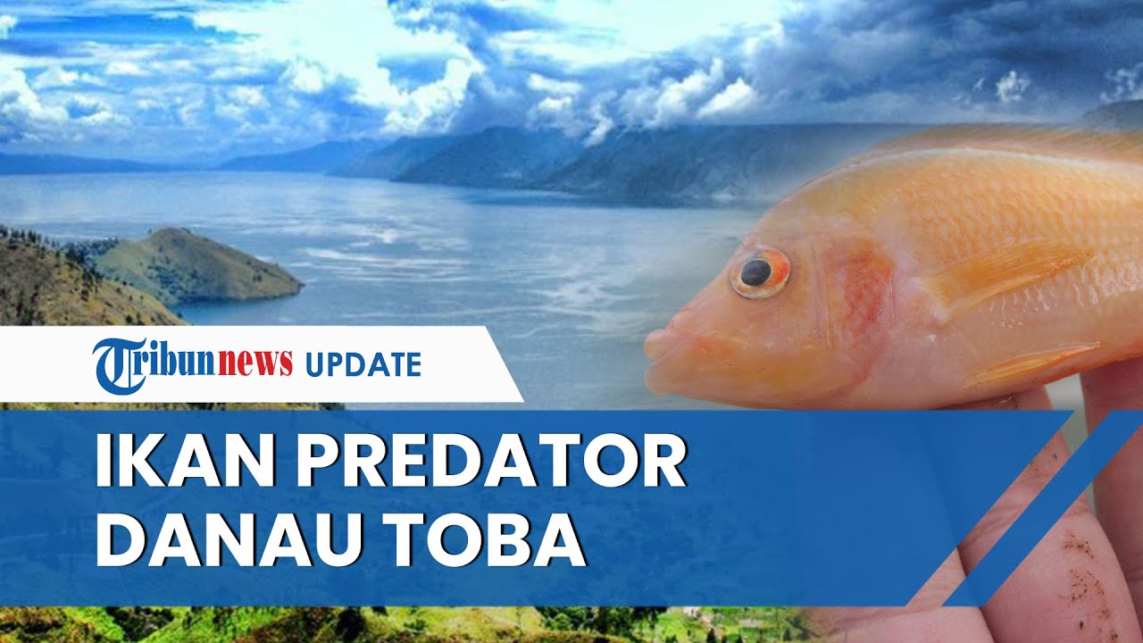 Ikan Iblis Merah Ikan Predator di Danau Toba, Nelayan Tradisional ...