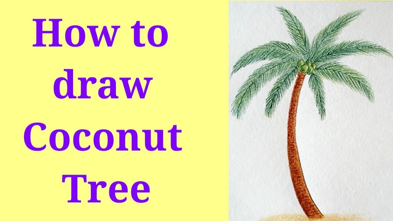 How To Draw Coconut Tree Step By Step YouTube How To Draw Coconut Tree Step By Step YouTube