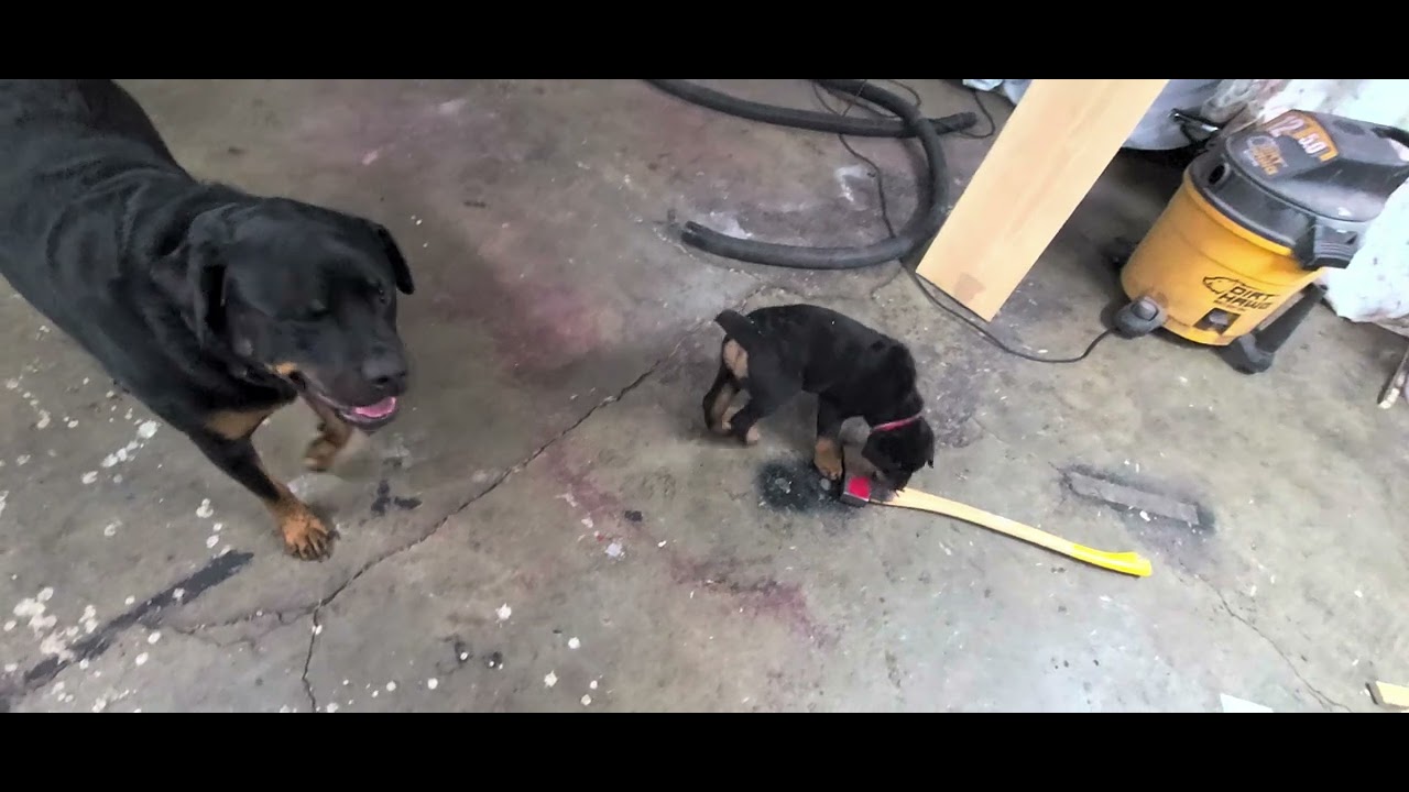 baby rotti plays with BIG rotti - YouTube