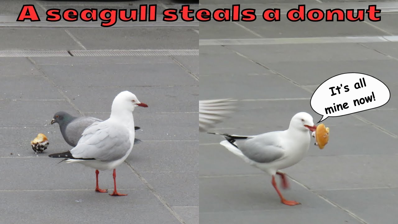 A seagull steals a donut and flies away with it - YouTube