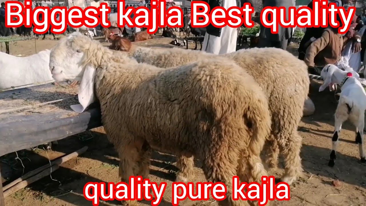 Famous kajla chatra Beautiful top quality |high price | punjab pakistan ...