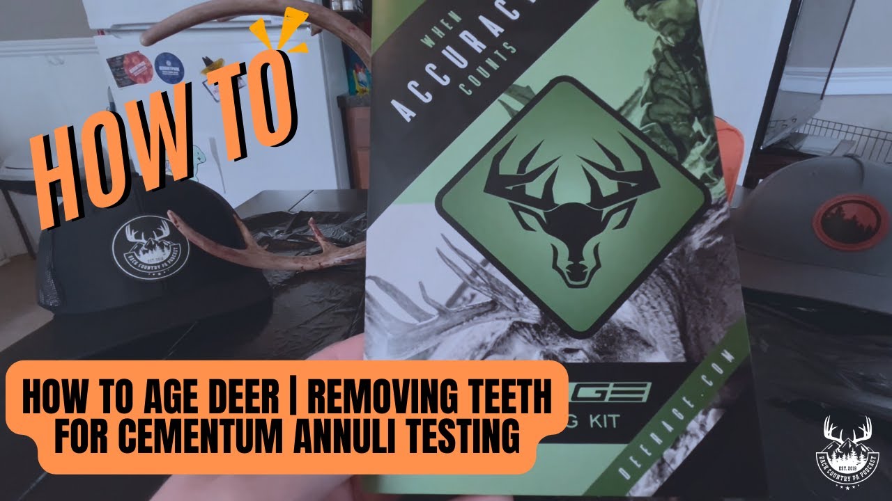 How to Age Deer | Removing Teeth for Cementum Annuli Testing - YouTube