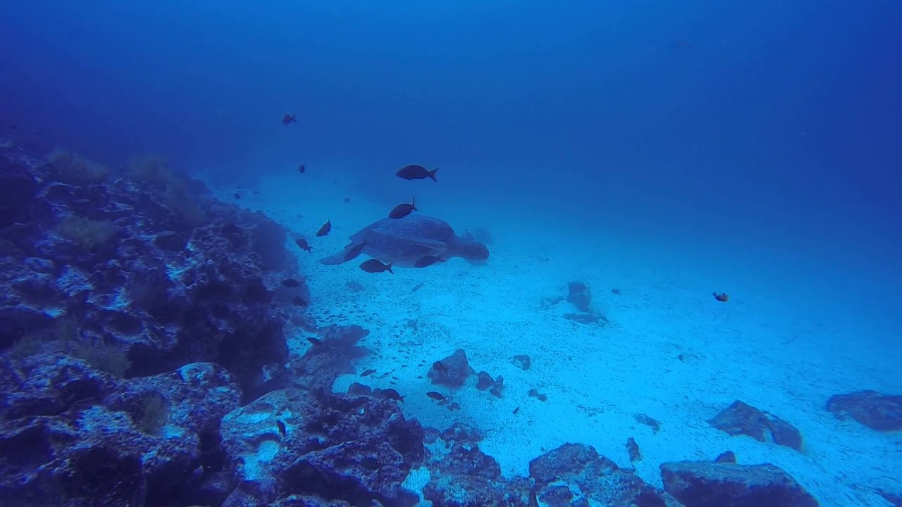 Scuba diving in Gordon Rocks, Galapagos Islands. - YouTube