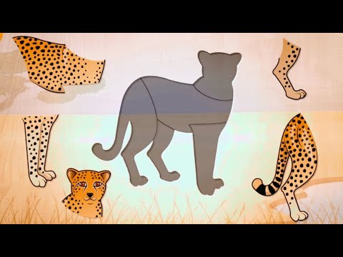 Cheetah puzzle parts || kids videos - YouTube