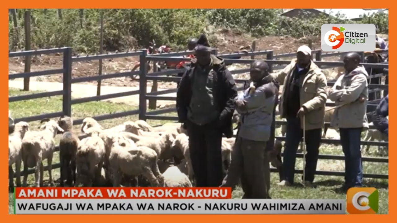 Wafugaji wa mpaka wa Narok - Nakuru wahimiza amani - YouTube
