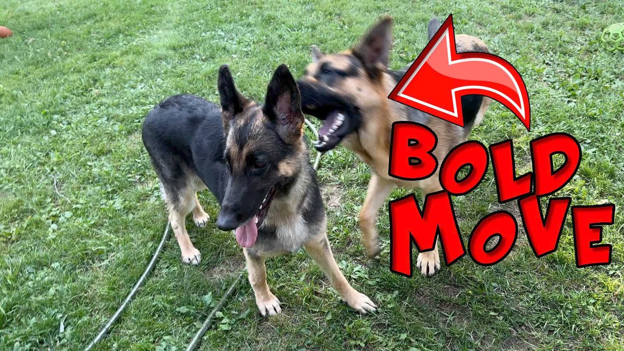 Dog Attacks German Shepherd - Instant Regret - YouTube