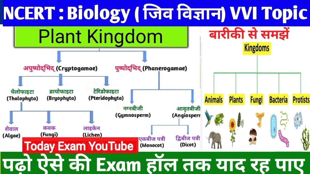 plant Kingdom | ncert biology | पादप जगत का वर्गीकरण | classification ...