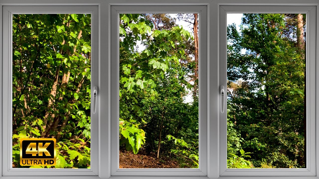 4K Forest window view birds singing - Relaxing, Calming, Ambience ...