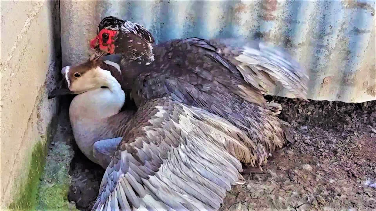 FUGA-MEETING AFRICAN GEESE & MUSCOVY DUCKS AFTER THE CREATE A NEW ...