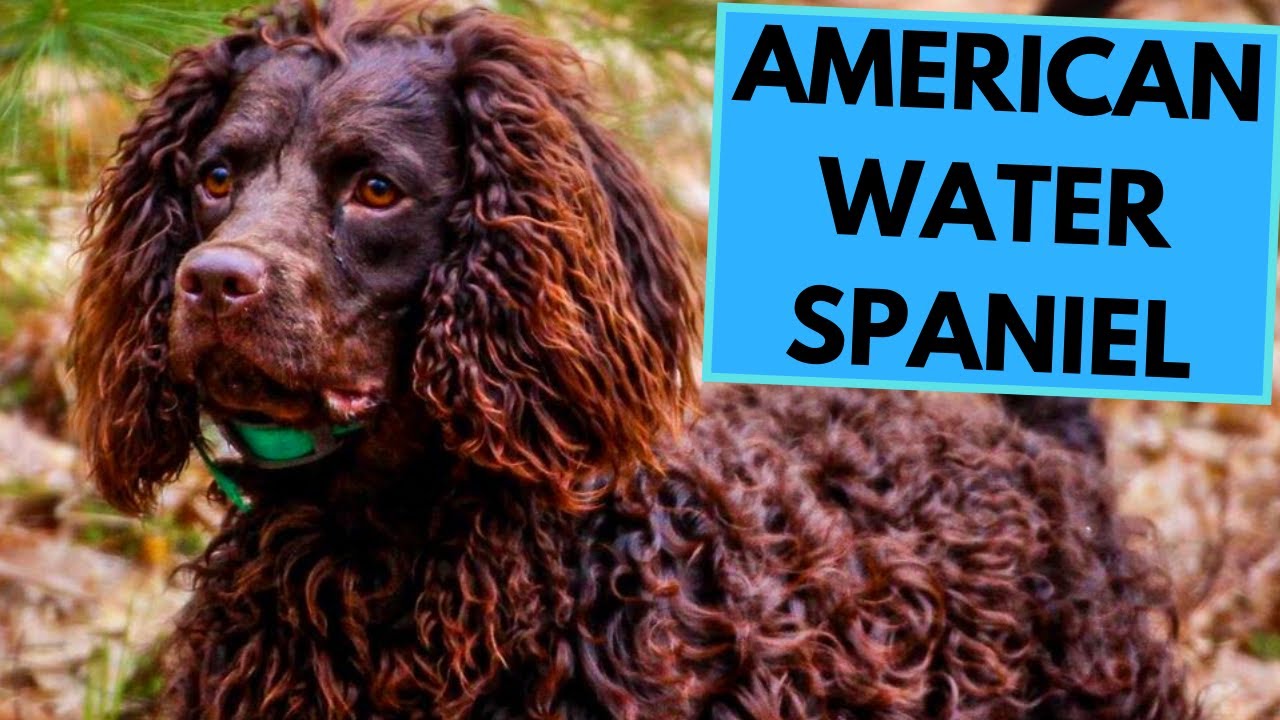 American Water Spaniel - TOP 10 Interesting Facts - YouTube