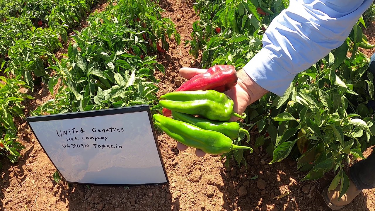 United Genetics Topacio - YouTube