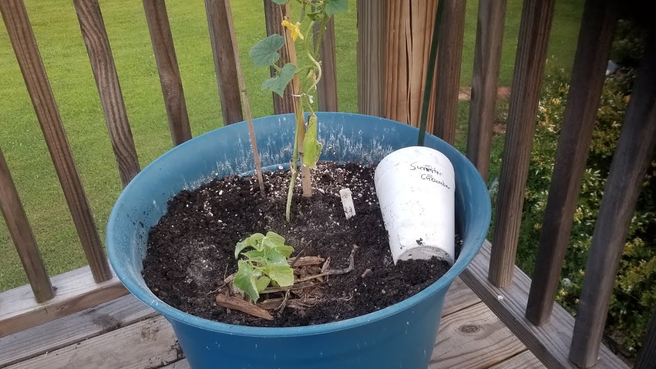 How to plant Lemon Cucumbers and Sumter Cucumbers in a container - YouTube