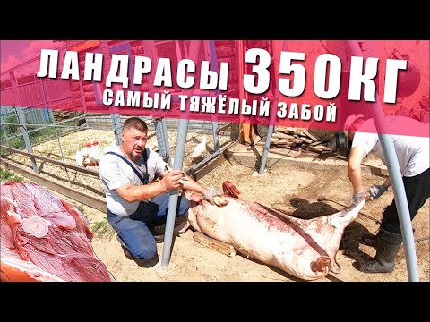 ЛУЧШИЙ ЗАБОЙ СВИНОВОДА!