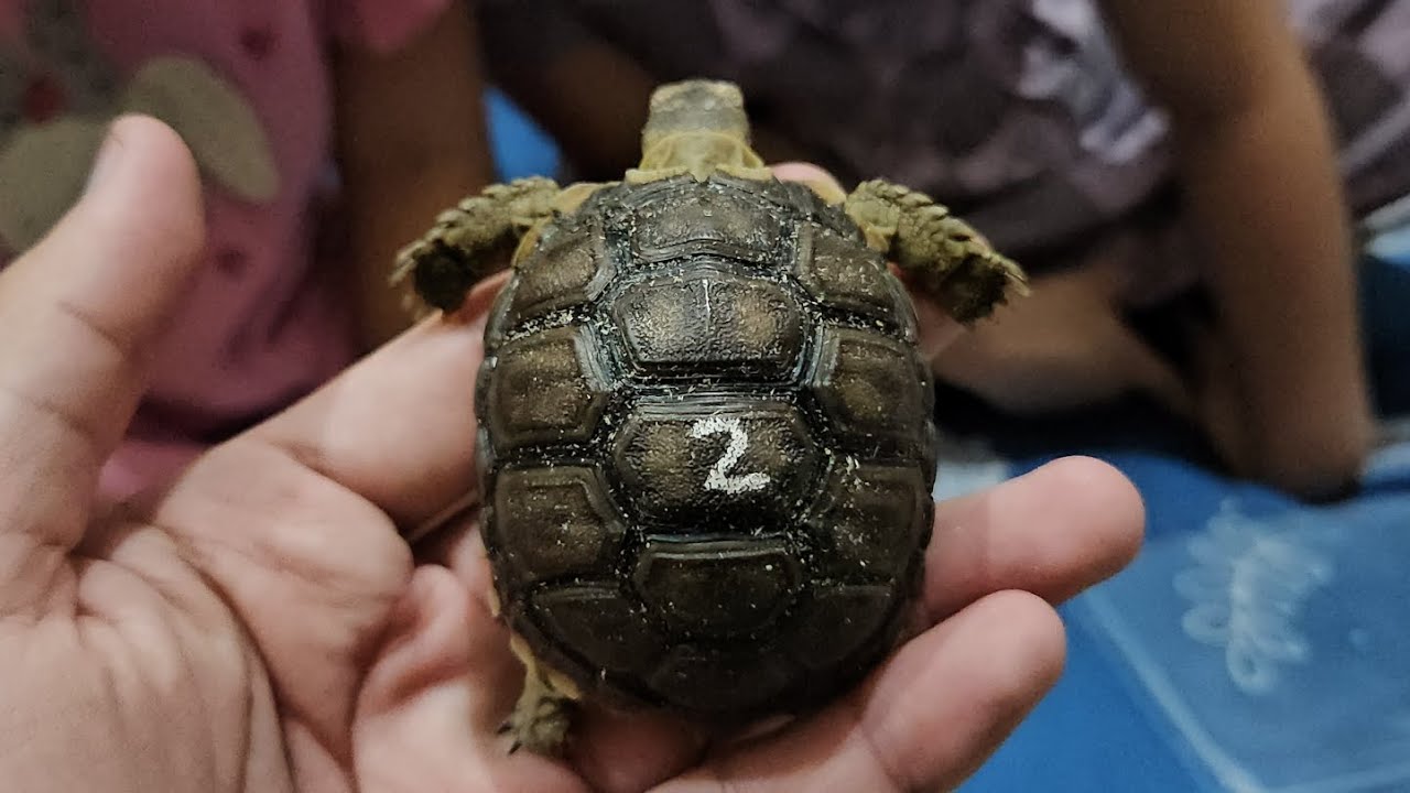 Adopsi SULCATA MELANISTIC, badan nya hitam mirip aldabra #sulcata #unik ...