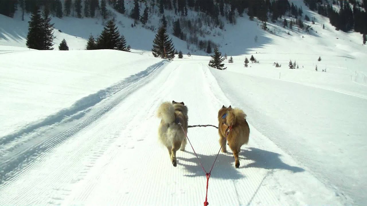 Schlittenfahrt mit Diuni & Pyri Eurasier - YouTube