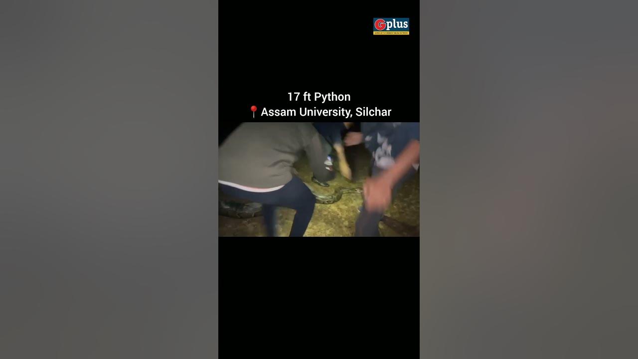 17 foot Python found at Assam University Silchar | GPlus - YouTube